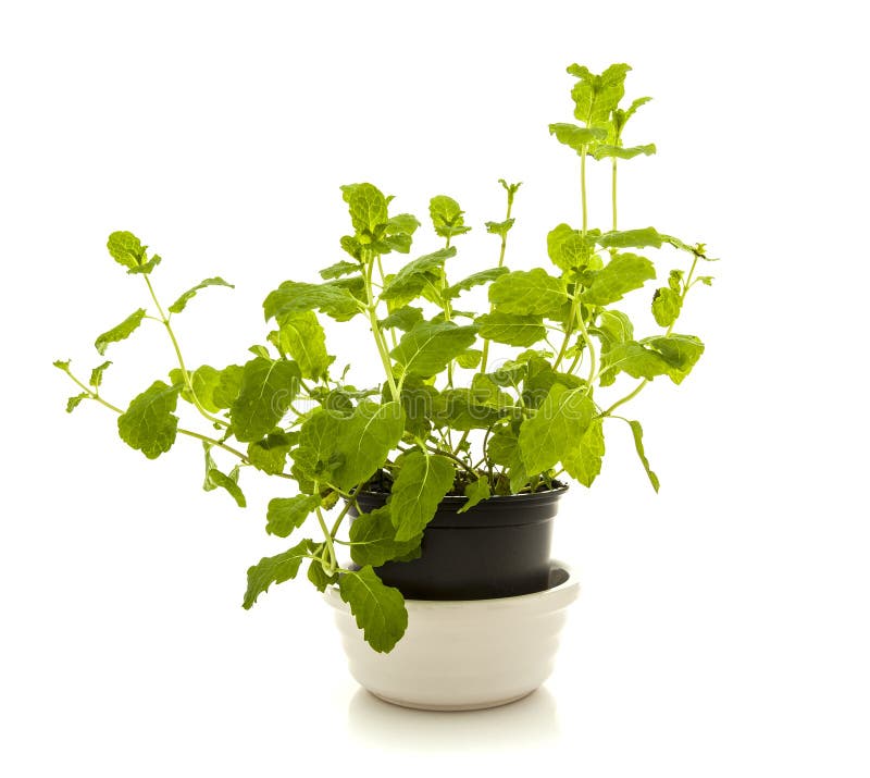 Planta De Menta En Una Maceta Foto de archivo - Imagen de medicina ...