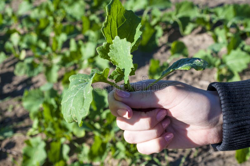 Planta de la rabina imagen de archivo. Imagen de travieso - 28333191