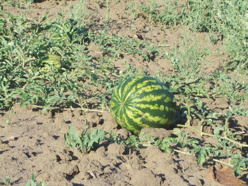 Planta de la sandía imagen de archivo. Imagen de fruta - 66365153