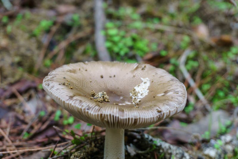 Planta De La Seta Que Crece En El Bosque Imagen de archivo - Imagen de ...