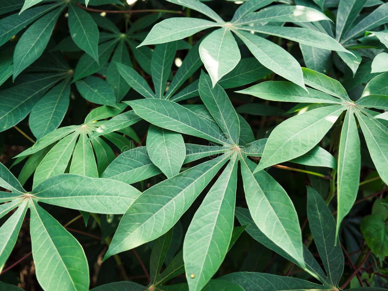 Planta De Tapioca Resistente