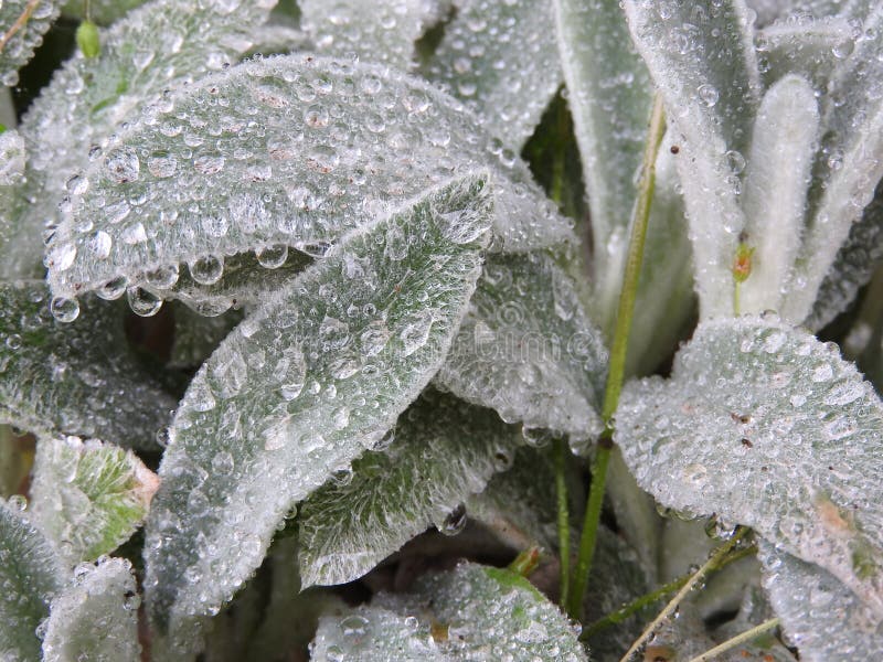 Planta de la trenza foto de archivo. Imagen de ambiental - 5531532