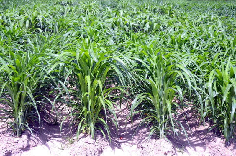 Una Flor De Planta De Sorgo Foto de archivo - Imagen de verde ...