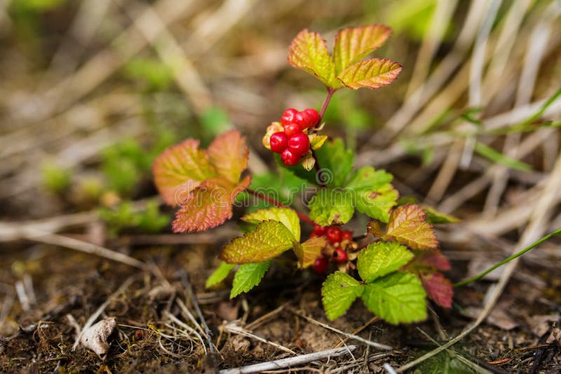Planta De La Zarza De Piedra Imagen de archivo - Imagen de primer, paja ...