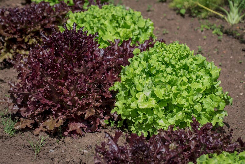 Planta De Lechuga Verde En La Granja Imagen de archivo - Imagen de hoja ...