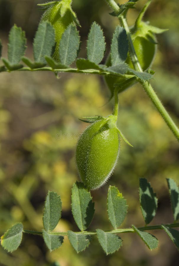 Planta de lenteja imagen de archivo. Imagen de crudo - 66289823