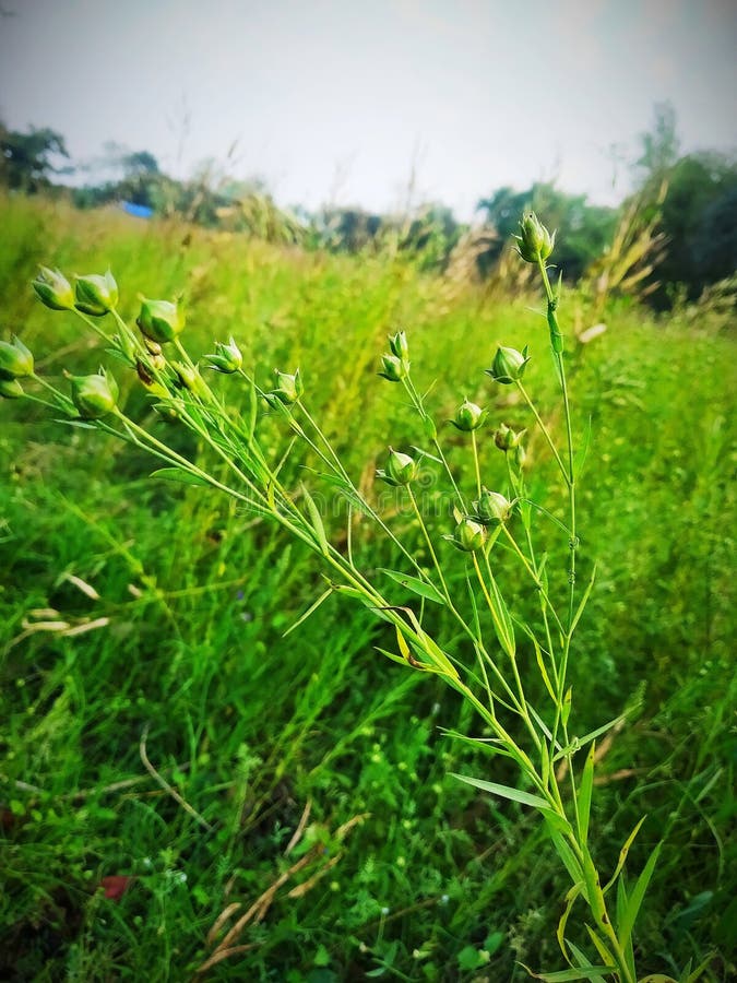 Planta De Lino. Conocido Aceite De Linaza Imagen de archivo - Imagen de ...