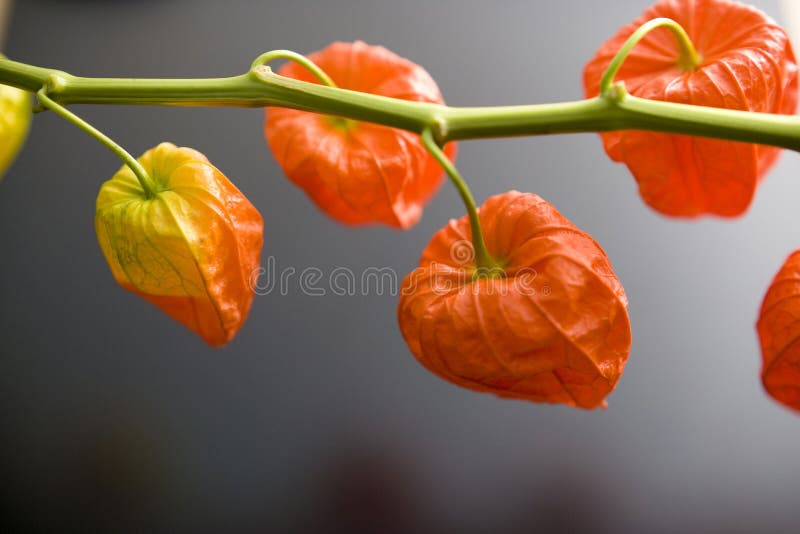 Planta de linterna china foto de archivo. Imagen de linterna - 10126998