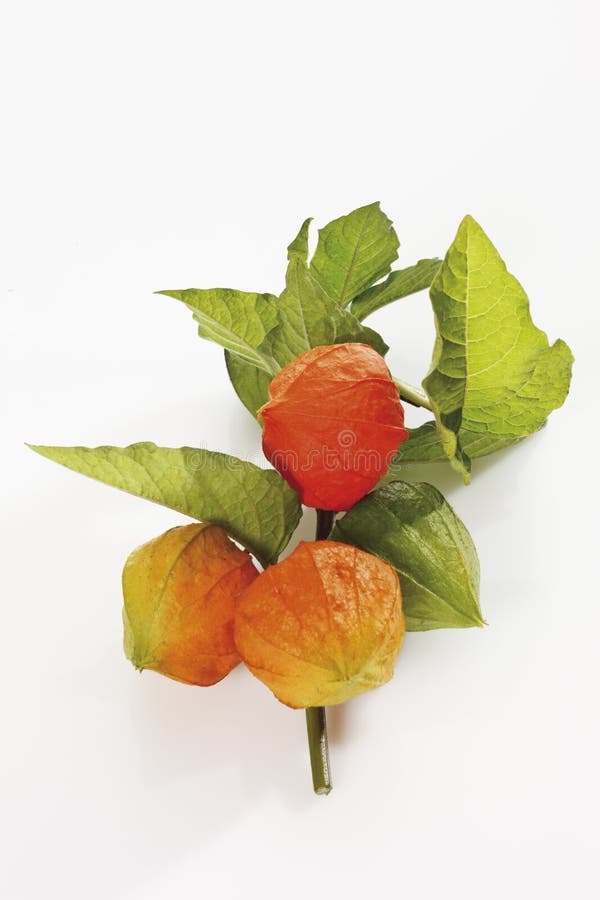 Planta De Linterna China (alkekengi Del Physalis) Imagen de archivo ...