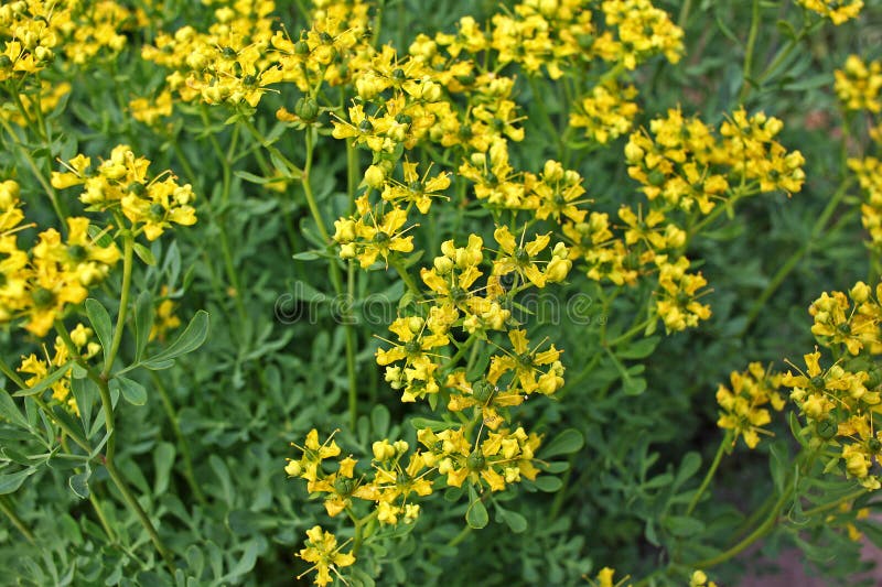 Ruda Común Con Las Flores, Graveolens Del Ruta, En Jardín, Foco ...