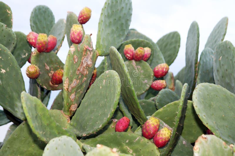 Planta De Los Higos Chumbos Foto de archivo - Imagen de comer, torre ...