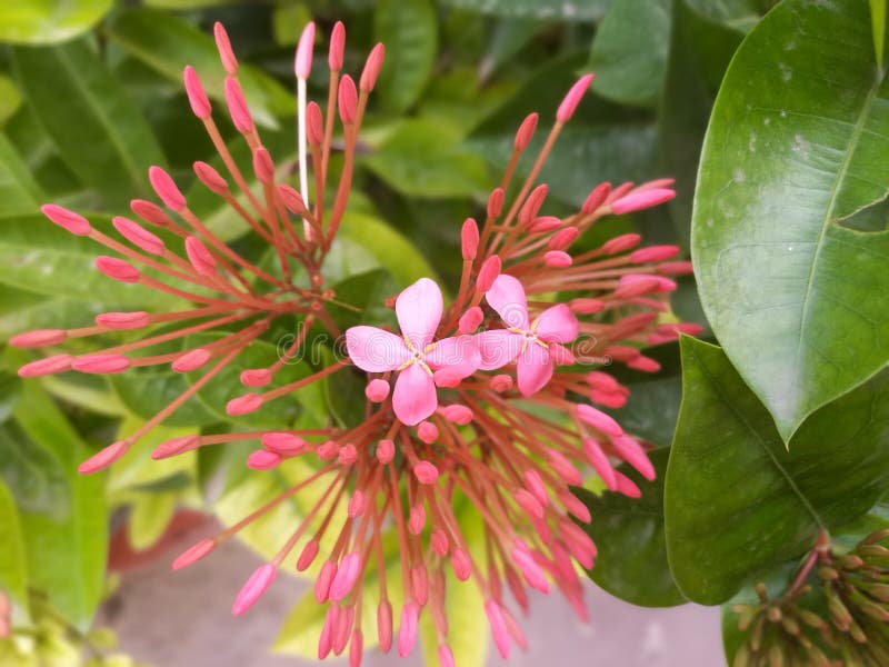Planta de lxora imagen de archivo. Imagen de llama, planta - 253165253