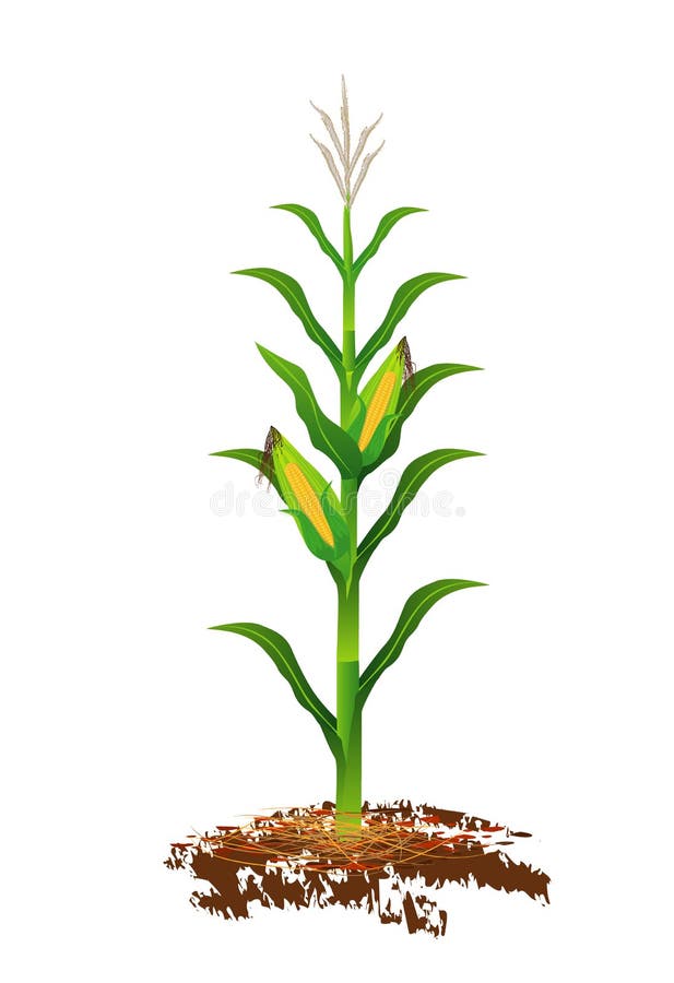 Planta De Maíz Creciente Aislada En El Vector Blanco Ilustración del ...