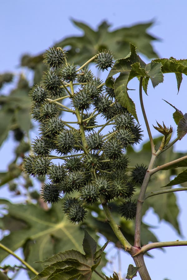 Planta de mamona no campo foto de stock. Imagem de tropical - 196812194