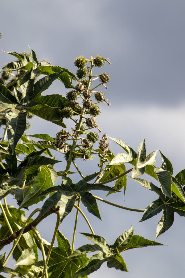 Planta de mamona no campo foto de stock. Imagem de colheita - 196813006