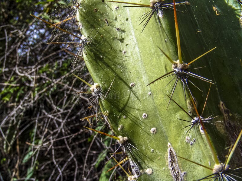 Planta De Mandacaru En Campo Imagen de archivo - Imagen de espinoso ...