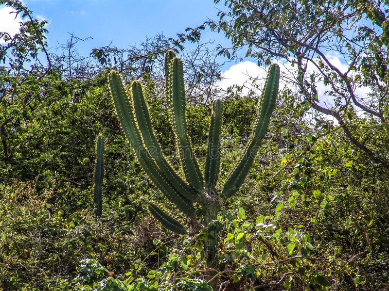 Planta de Mandacaru foto de archivo. Imagen de flor - 117692572