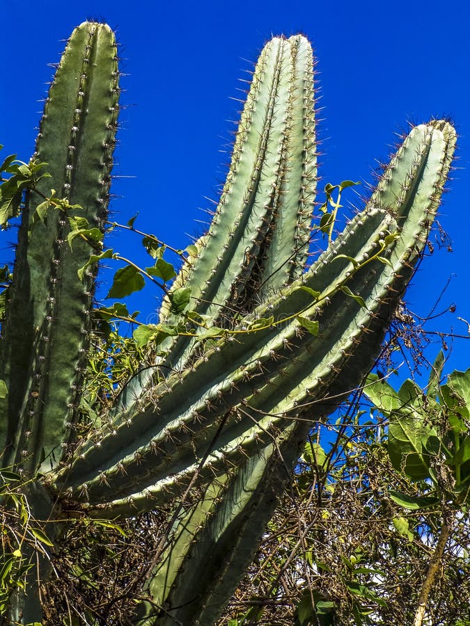 Planta De Mandacaru No Campo Foto de Stock - Imagem de espinhoso ...