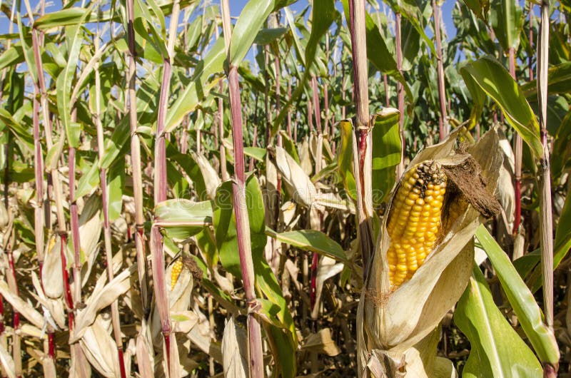Planta de milho foto de stock. Imagem de rural, maduro - 35582318