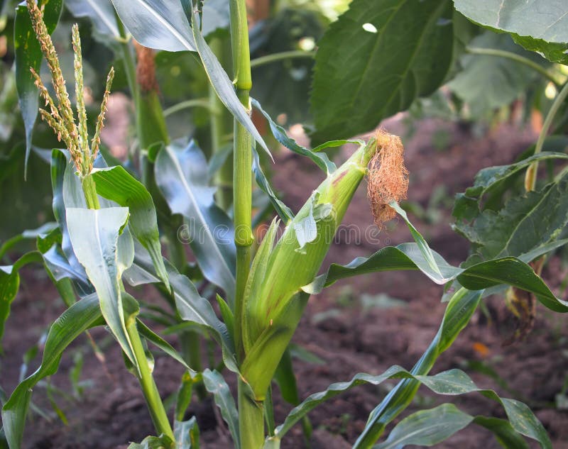 Planta de milho foto de stock. Imagem de milho, jardim - 44207128