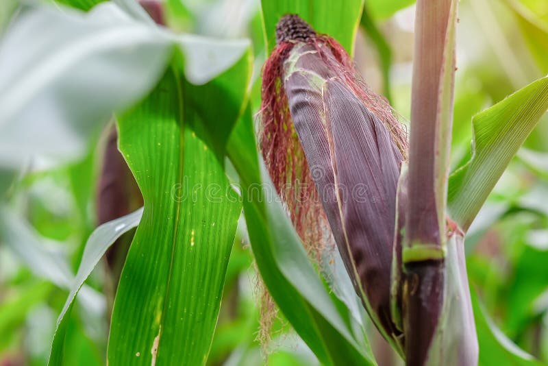 Planta de milho roxa imagem de stock. Imagem de verde - 123835043