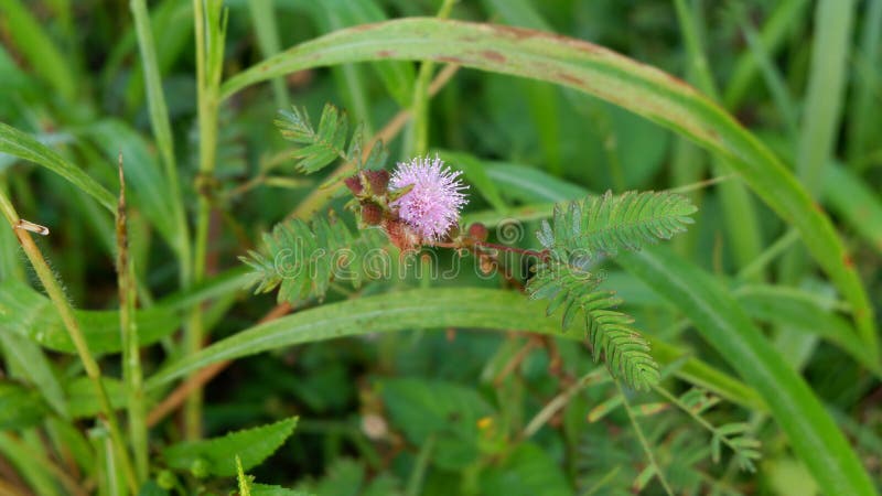 Planta De Mimosa Que Crece En Medio De La Hierba Imagen de archivo ... Planta De Mimosa Que Crece En Medio De La Hierba Imagen de archivo ...