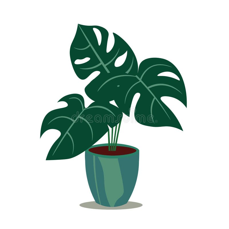 Planta De Monstera En La Olla Ornamental Planta De La Casa Monstera ...