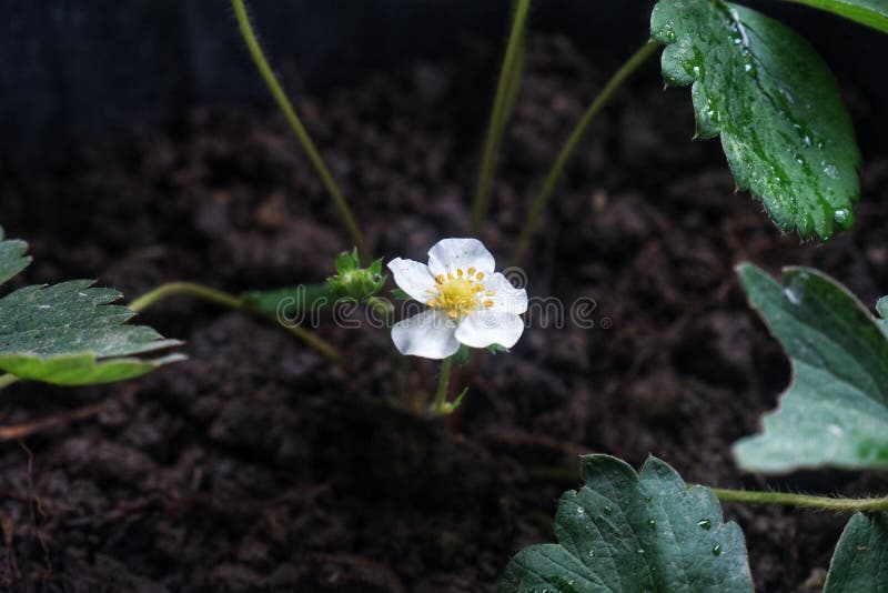 Planta de morango com flor imagem de stock. Imagem de folha - 223978601
