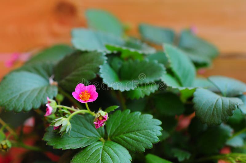 Planta De Morango Com a Flor Cor-de-rosa Na Flor Foto de Stock - Imagem ...