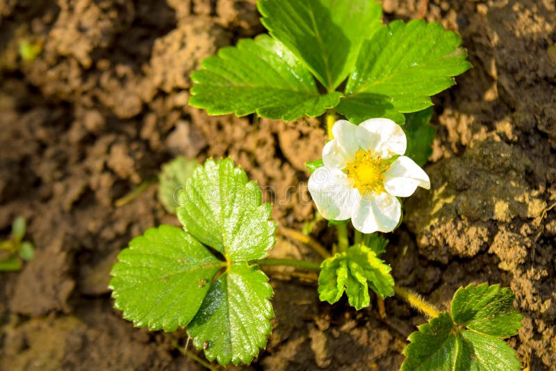 Planta De Morango Com Flor E Fruto Imagem de Stock - Imagem de flores ...