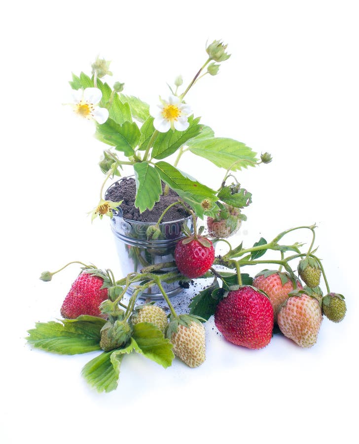 Planta de morango nova foto de stock. Imagem de fundo - 32260538