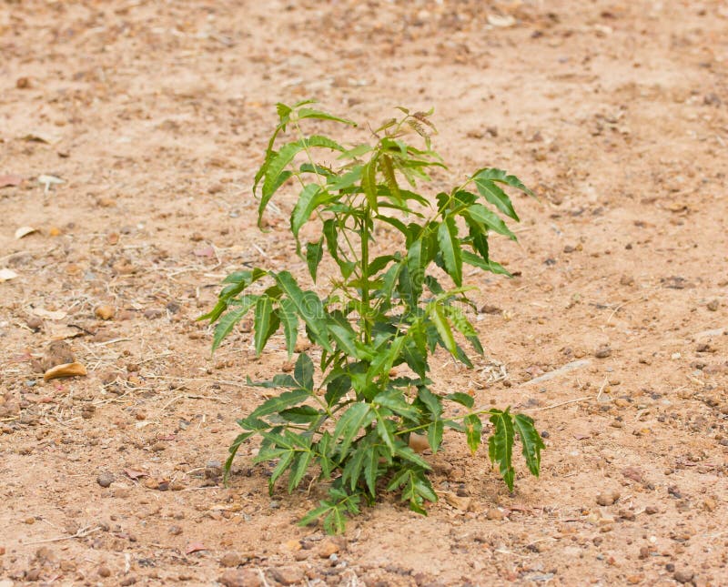 Planta De Neem Que Crece De Suelo Foto de archivo - Imagen de cultivado ...