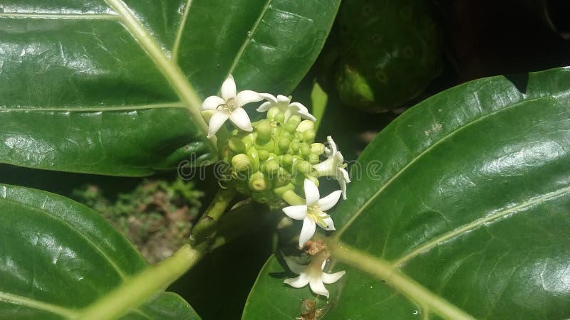 Planta de Noni imagem de stock. Imagem de planta, remédios - 116844793