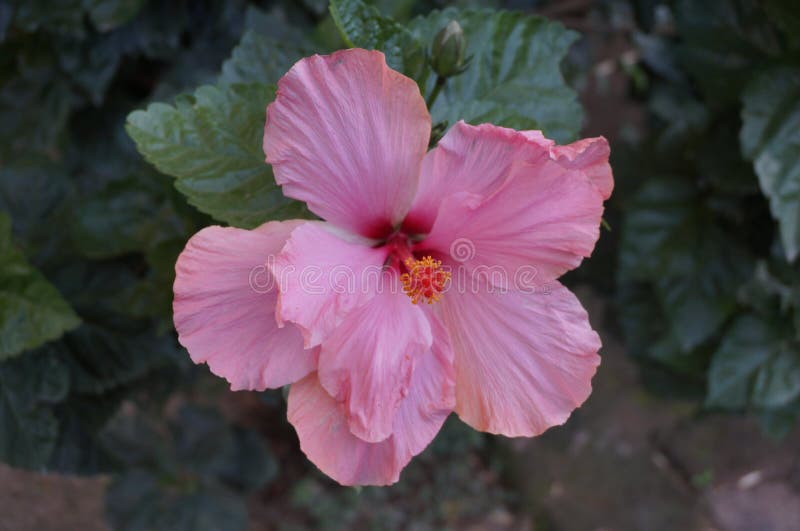 Planta De Obelisco Rosa En Flor Imagen de archivo - Imagen de plantas ...
