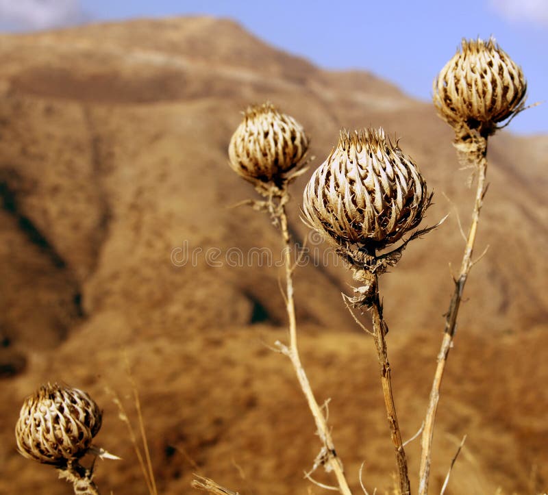 Planta de oro foto de archivo. Imagen de flor, crecimiento - 35717320