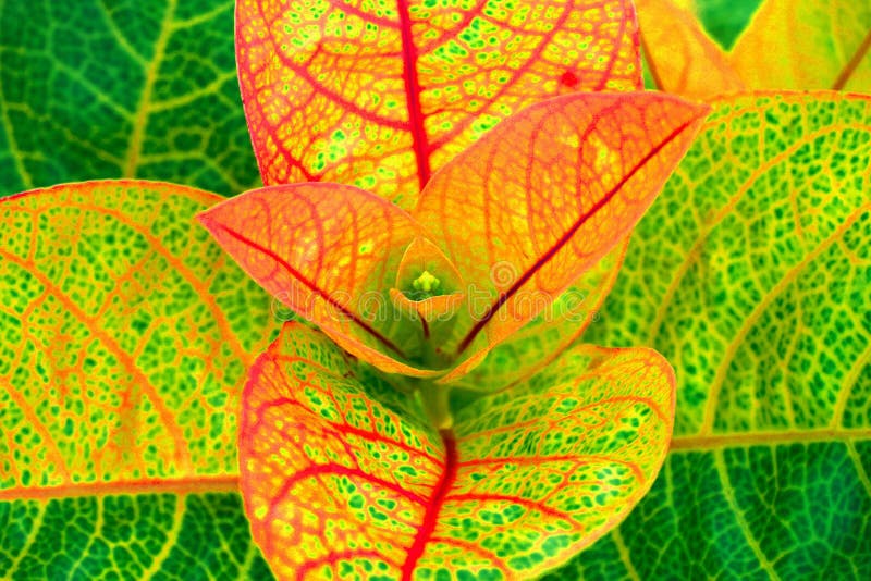Planta De Oro De Eldorado Con Las Hojas Rojas De La Textura Imagen de ...