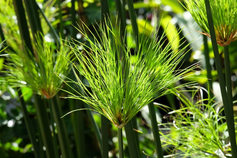 Planta De Papyrus Al Sol Papiro Cipero Foto de archivo - Imagen de ...
