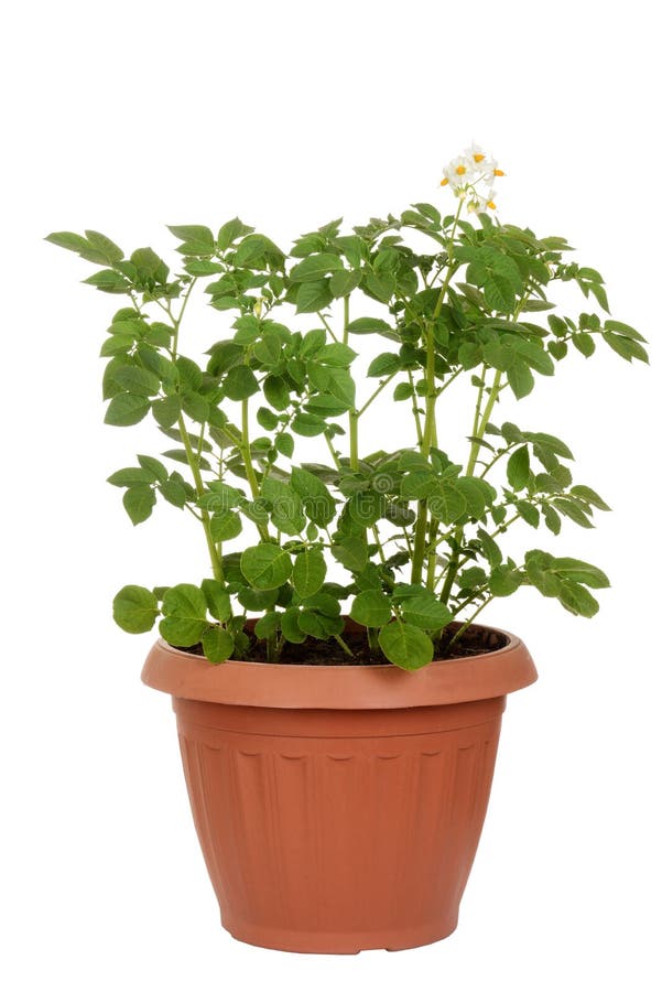 Planta De Patata Pelirroja En Pote Imagen de archivo - Imagen de floral ... Planta De Patata Pelirroja En Pote Imagen de archivo - Imagen de floral ...