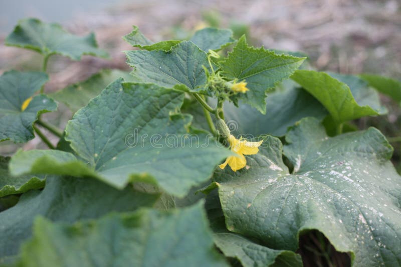 Planta De Pepino Y Flor De Pepino Amarillo Imagen de archivo - Imagen ...