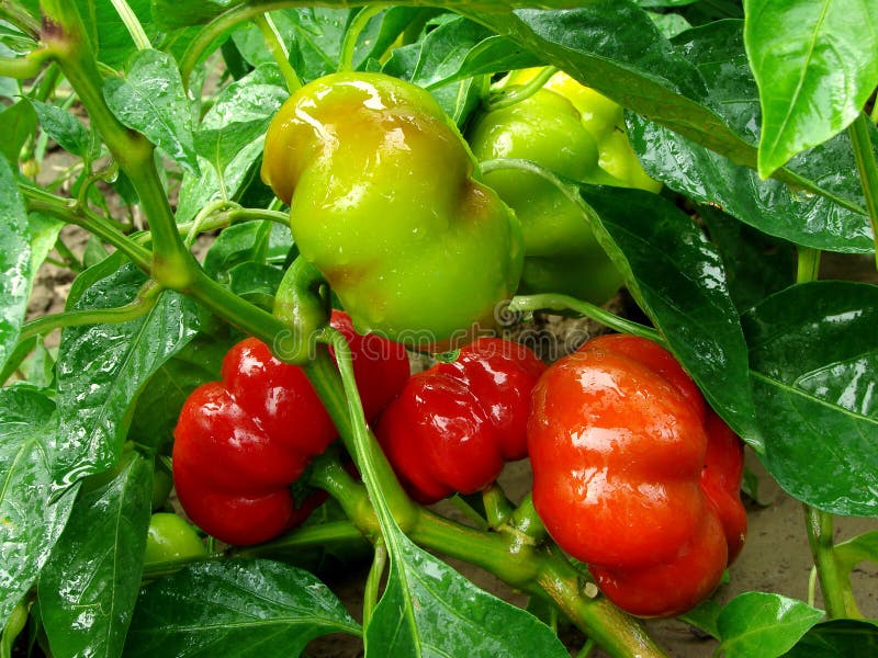 Planta de pimenta doce imagem de stock. Imagem de pimenta - 26353437