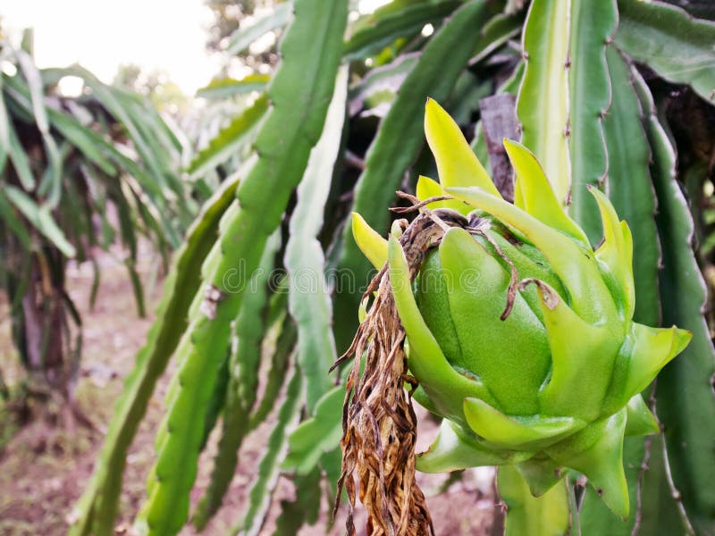 Planta de Pitaya imagem de stock. Imagem de nutriente - 46742527