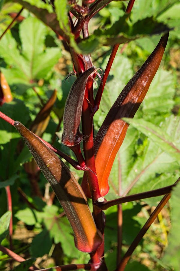 Planta de quingombó roja foto de archivo. Imagen de dieta - 125572266