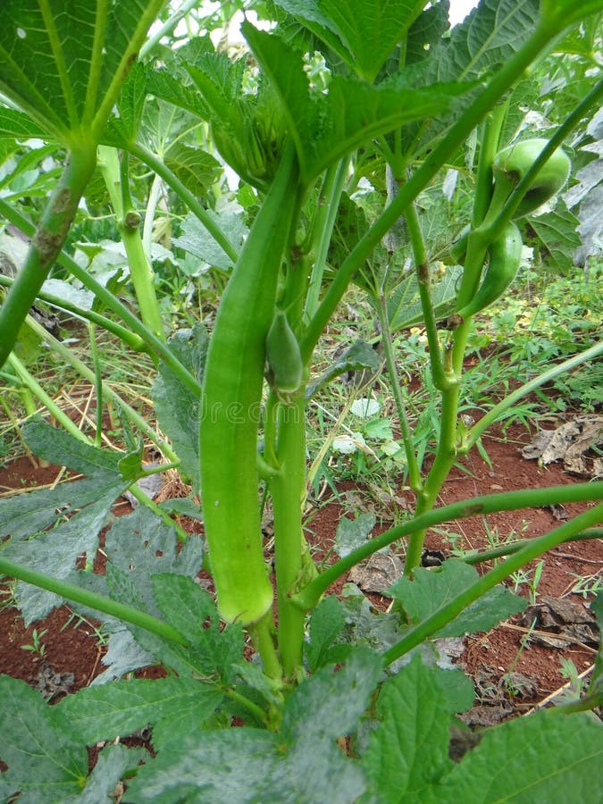 Planta De Quingombó - Vaina Imagen de archivo - Imagen de florecimiento ...