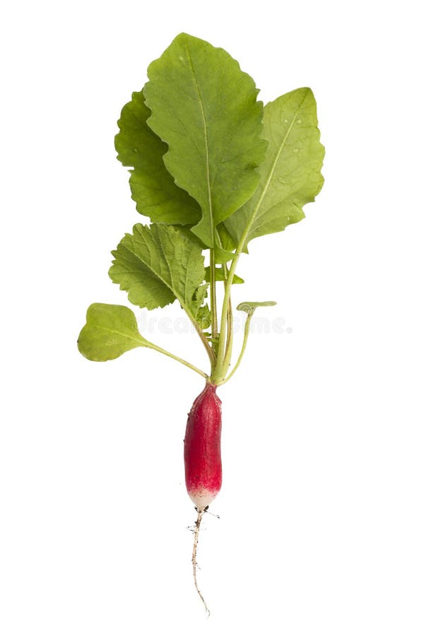Planta de rábano imagen de archivo. Imagen de crudo, fresco - 19401681