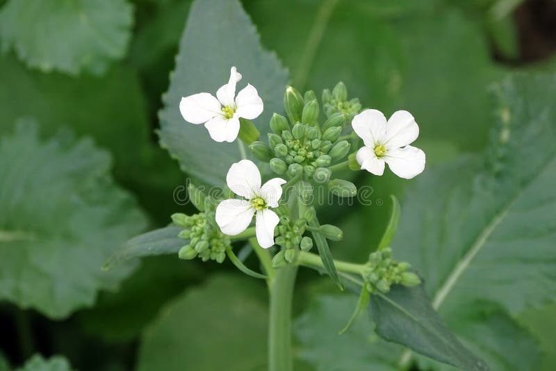 Planta De Rabanete E Flores Brancas, Flor De Rabanete Foto de Stock ...