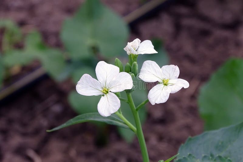 Planta De Rabanete E Flores Brancas, Flor De Rabanete Foto de Stock ...