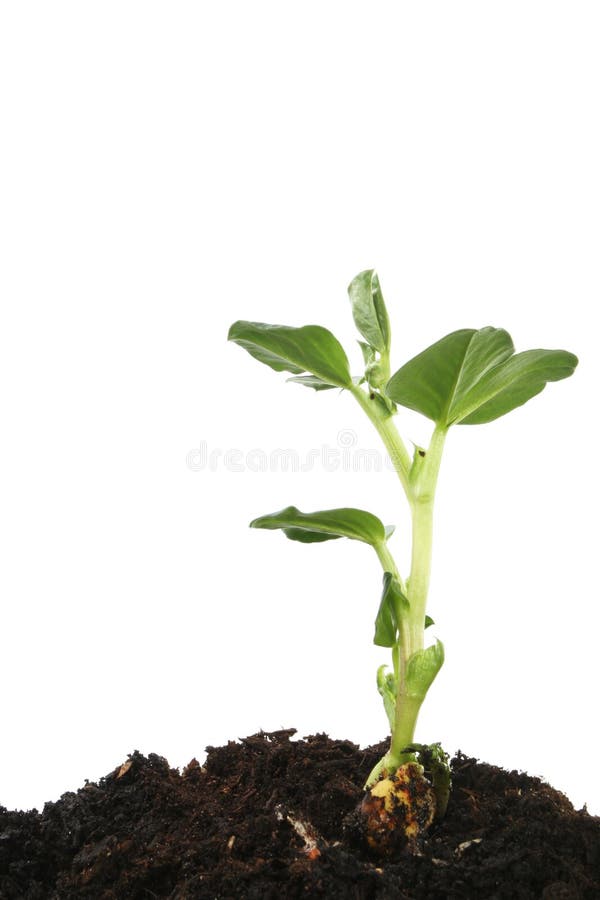 Almácigo Imagen. Imagen: 8416664