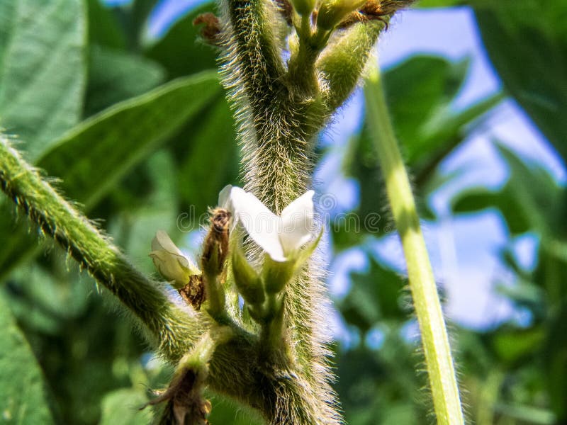 Planta de soja con flor imagen de archivo. Imagen de farmland - 184676227