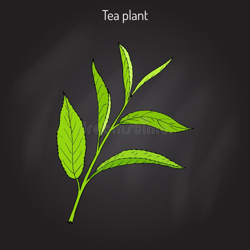 Planta De Té Camellia Sinensis Ilustración del Vector - Ilustración de ...