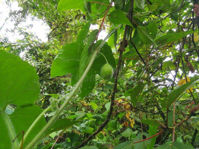 Planta De Tacaco, Costa Rica Foto de archivo - Imagen de bosque ...